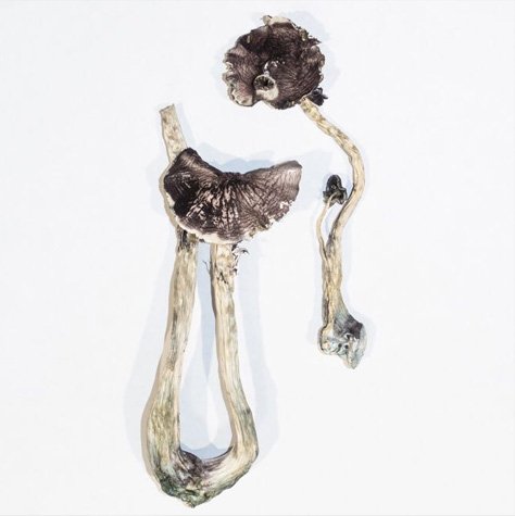 Albino A+ Magic Mushrooms for sale - Fast overnight Delivery