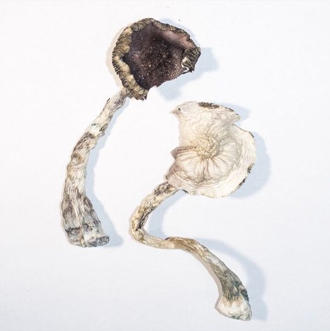 Albino A+ Magic Mushrooms for sale - Fast overnight Delivery